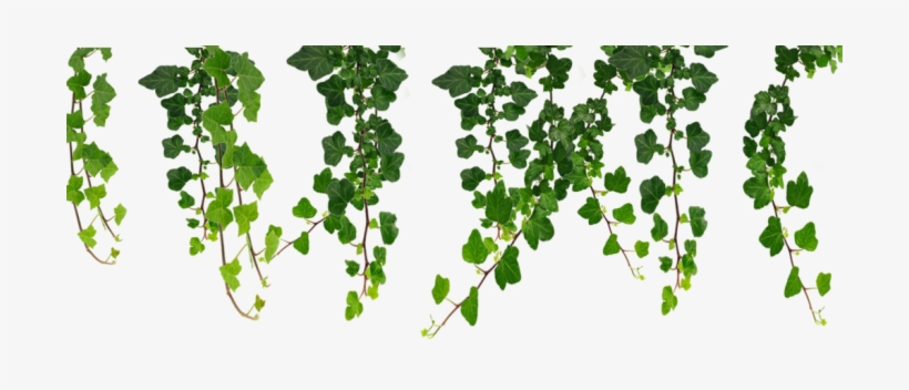 Floral Vines Png Transparent PNG - 700x560 - Free Download on NicePNG