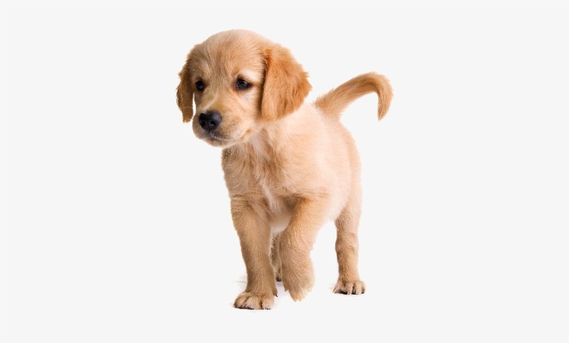 Png Perros Transparent PNG - 600x600 - Free Download on NicePNG