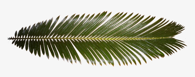 Download Palm Leaf - Palm Tree Leaf Texture - HD Transparent PNG ...