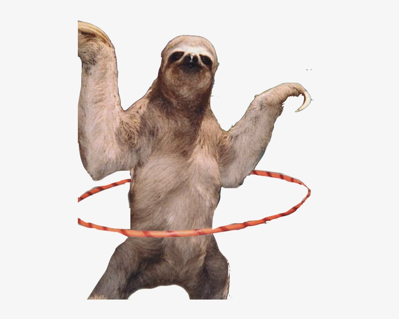 Sloth - Sloth Png Transparent PNG - 500x625 - Free Download on NicePNG