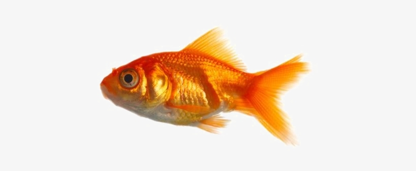 Goldfish Png Transparent Image - Real Fish Png Transparent PNG ...