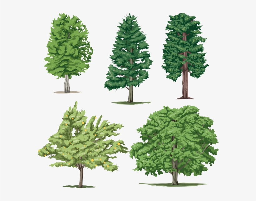 5 Different Trees Png - Cartoon Trees Png Transparent PNG - 600x584 ...