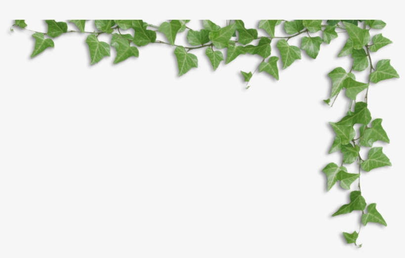 Vines Tposf - Ivy Border Png Transparent PNG - 859x506 - Free Download ...