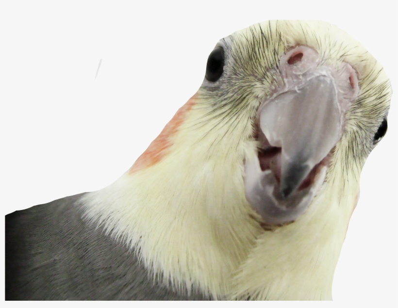 Download Download Parrot Png Transparent Images Transparent - Nimfa ...