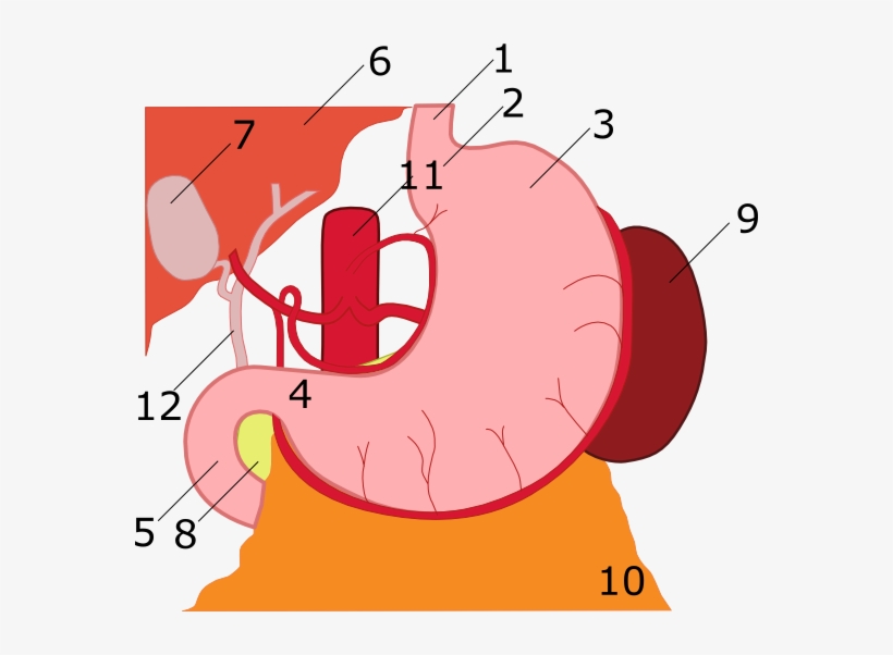 Download Anatomy Of Stomach Numbered - Anatomy Of Stomach - HD ...