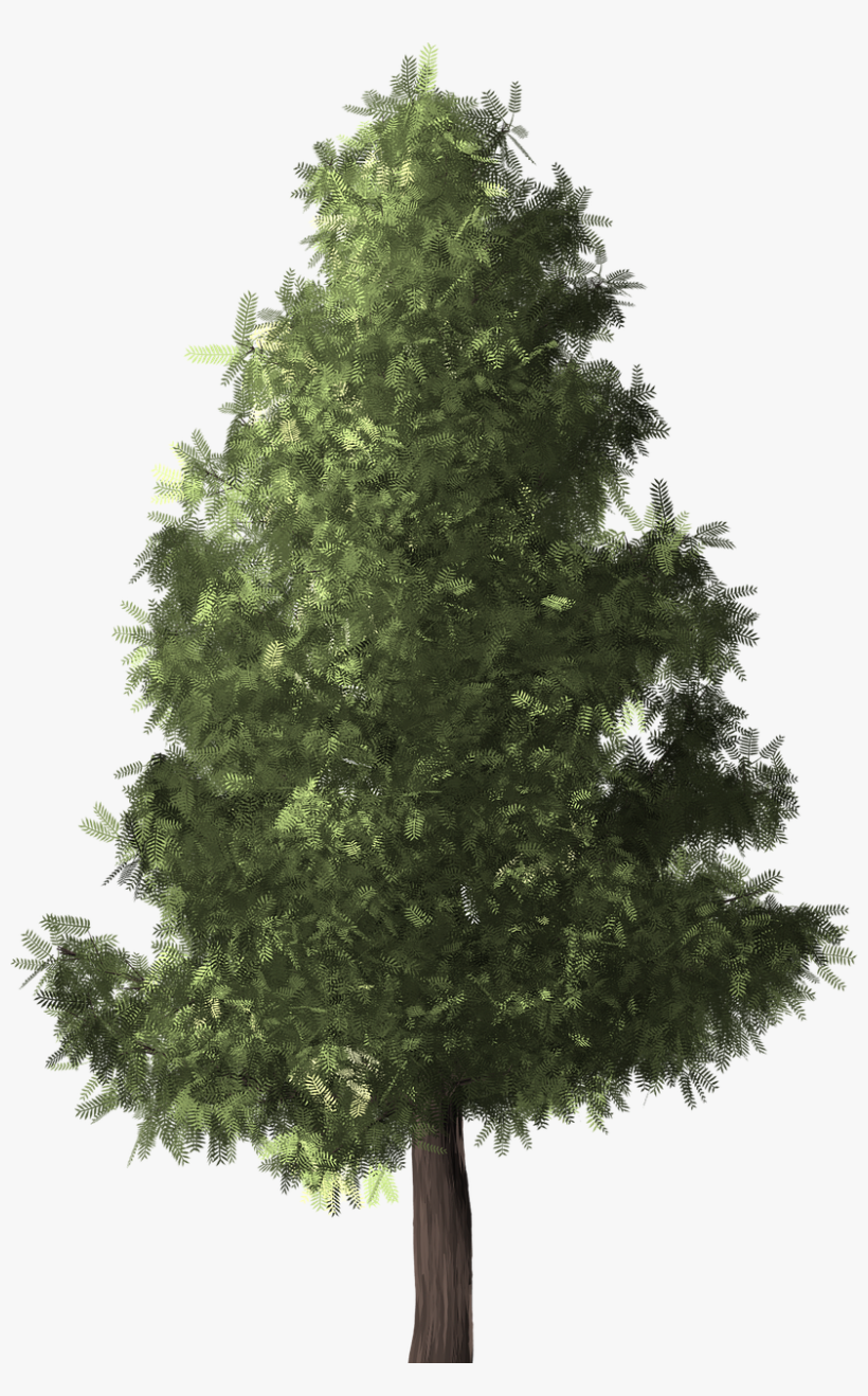 Pino Png Transparent PNG - 462x720 - Free Download on NicePNG