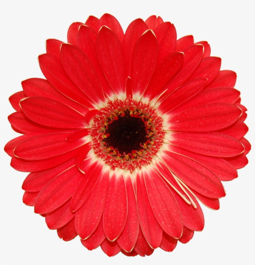Gerberas Transparent PNG - 1002x1030 - Free Download on NicePNG