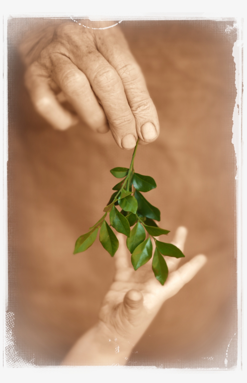 Offering-peace Transparent PNG - 836x1254 - Free Download on NicePNG