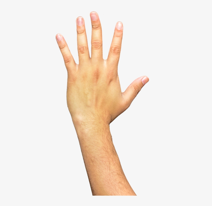 Hands, Fingers, Arm, Png Transparent PNG - 540x720 - Free Download on ...
