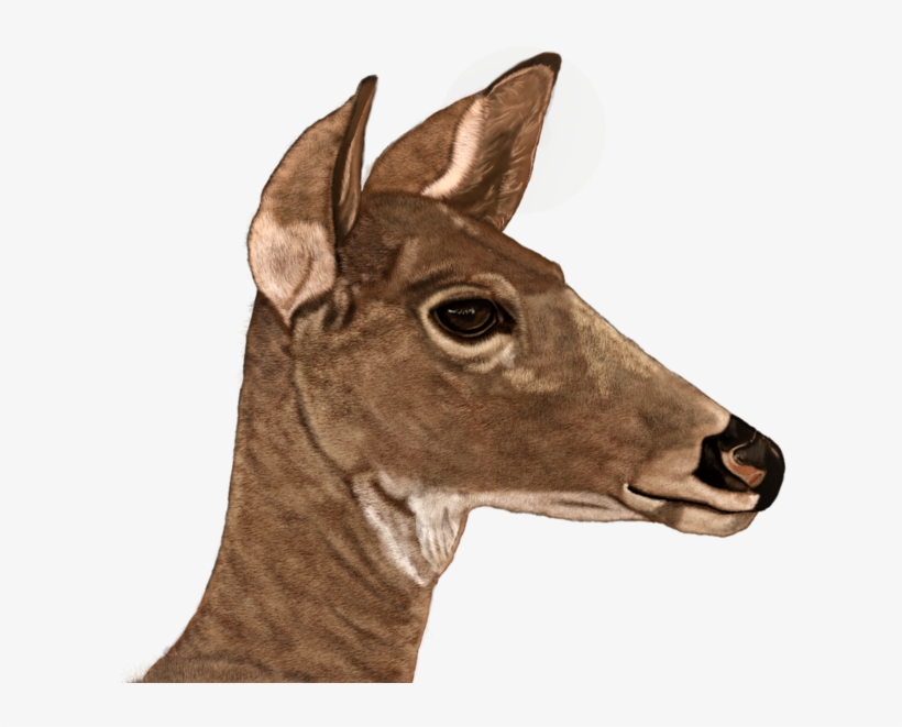 Doe Digital Painting Art Transparent PNG - 800x603 - Free Download on ...