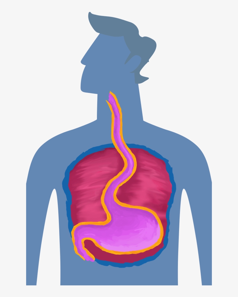 Heartburn Transparent PNG - 640x960 - Free Download on NicePNG