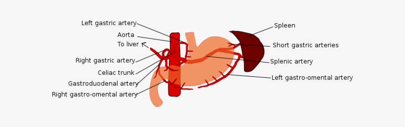 Stomach Blood Supply - Short Gastric Arteries Transparent PNG - 629x199 ...