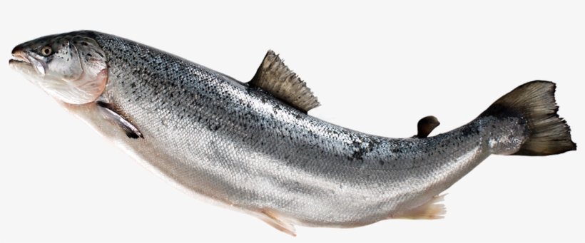 Fish Transparent Images Pluspng - Salmon Png Transparent PNG - 1102x405 ...