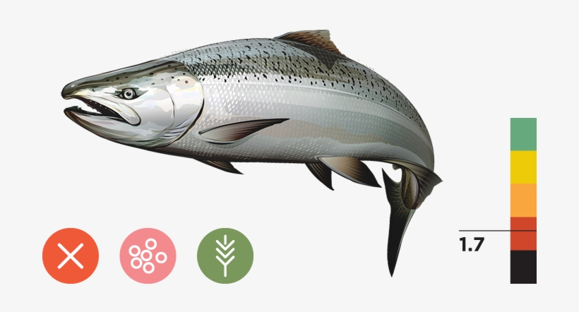 Central Valley Spring-run Chinook Salmon - Sacramento River Winter Run ...