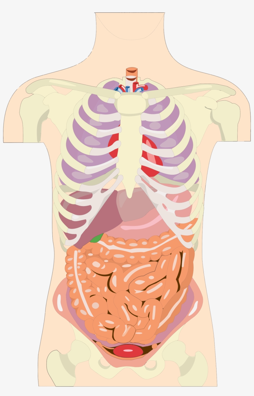 Human Body Vector Png