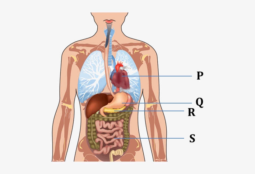Figure Shows The Parts Of Human Body Full Human Body Structure 