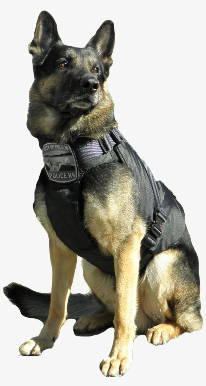 All K-9 Police Dogs Must Have A Vest - Police Dog Png Transparent PNG ...