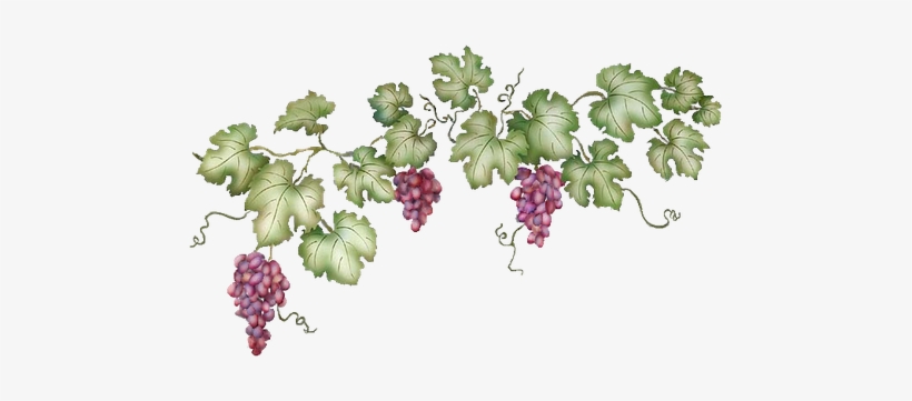 Grape Vine Png - Grape Vine Transparent Transparent PNG - 480x281 ...