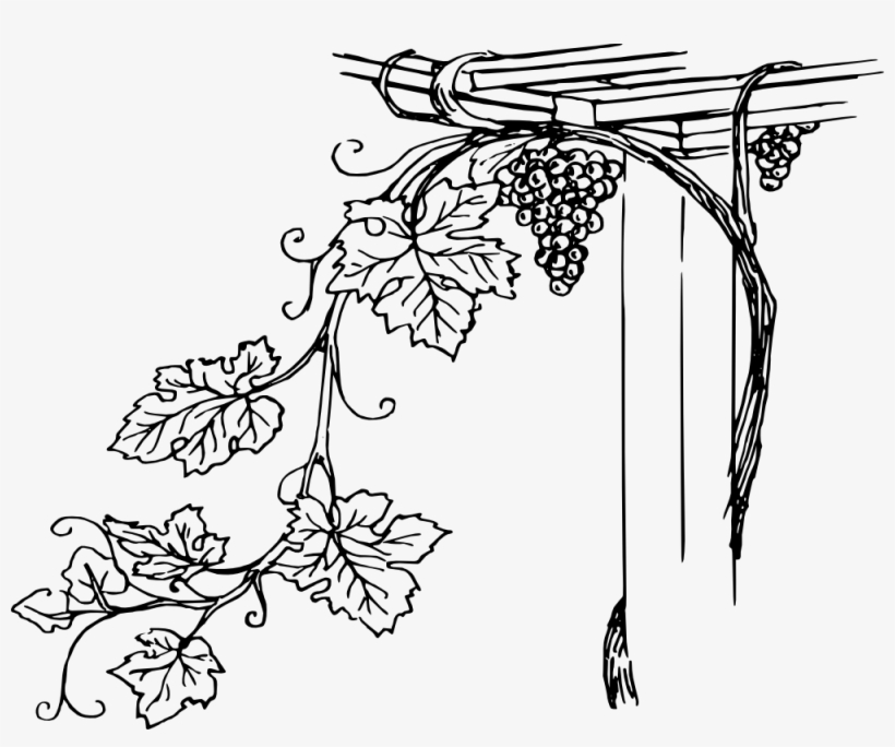 Onlinelabels Clip Art Grapevine Details - Vines Black And White Clip ...