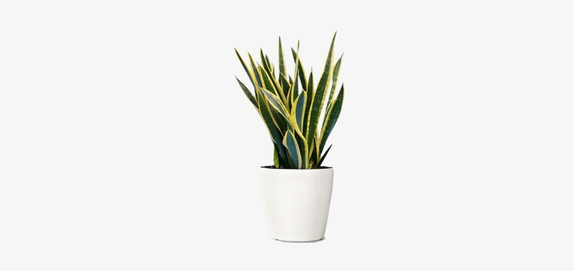 House Plants Png