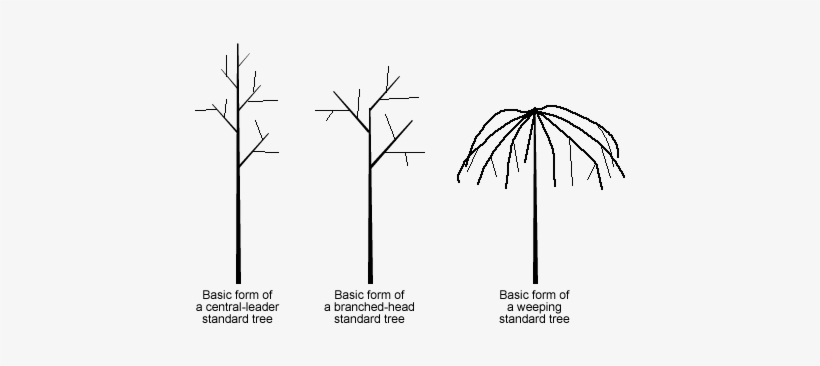 Standard Trees - Palm Tree Transparent PNG - 436x286 - Free Download on ...