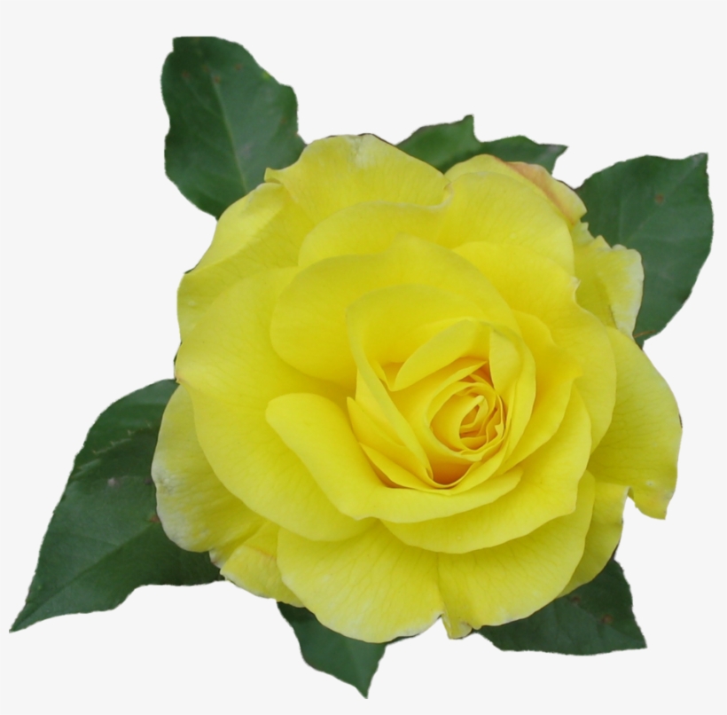 Yellow Rose Flower Free Png Transparent Images Free - Single Yellow ...