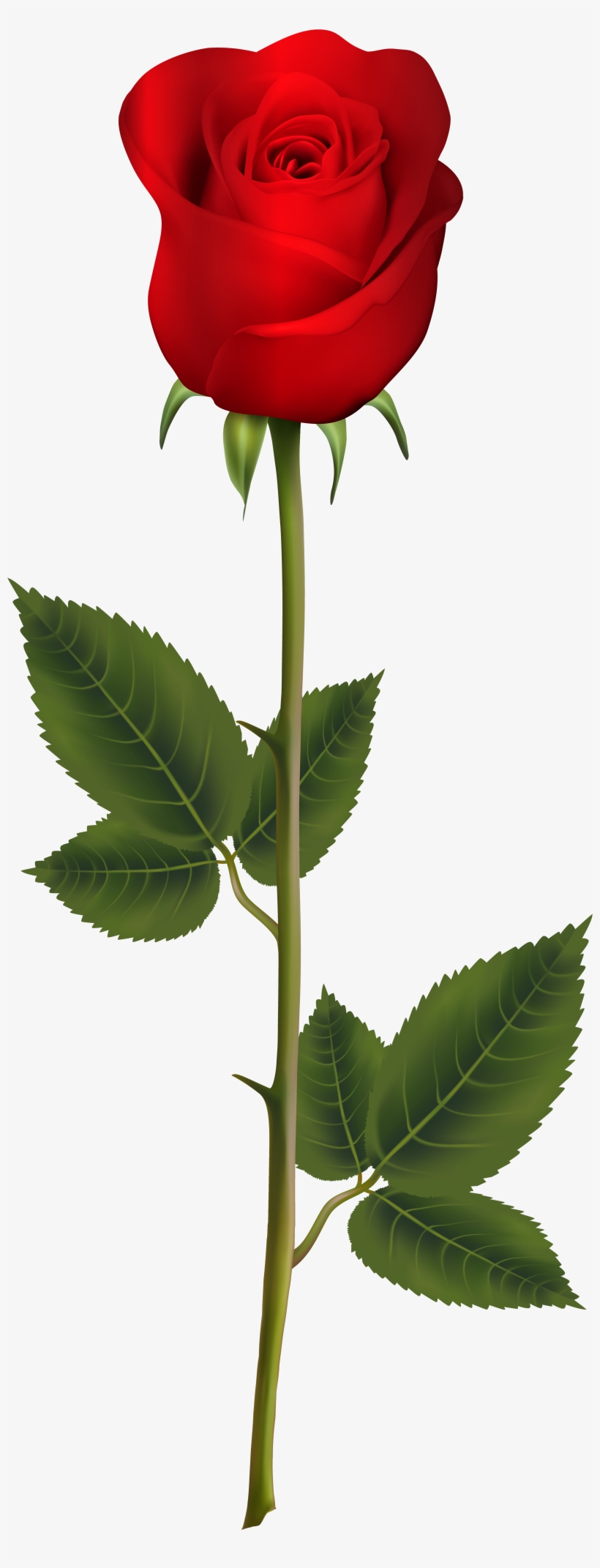 Red Rose With Stem Drawing