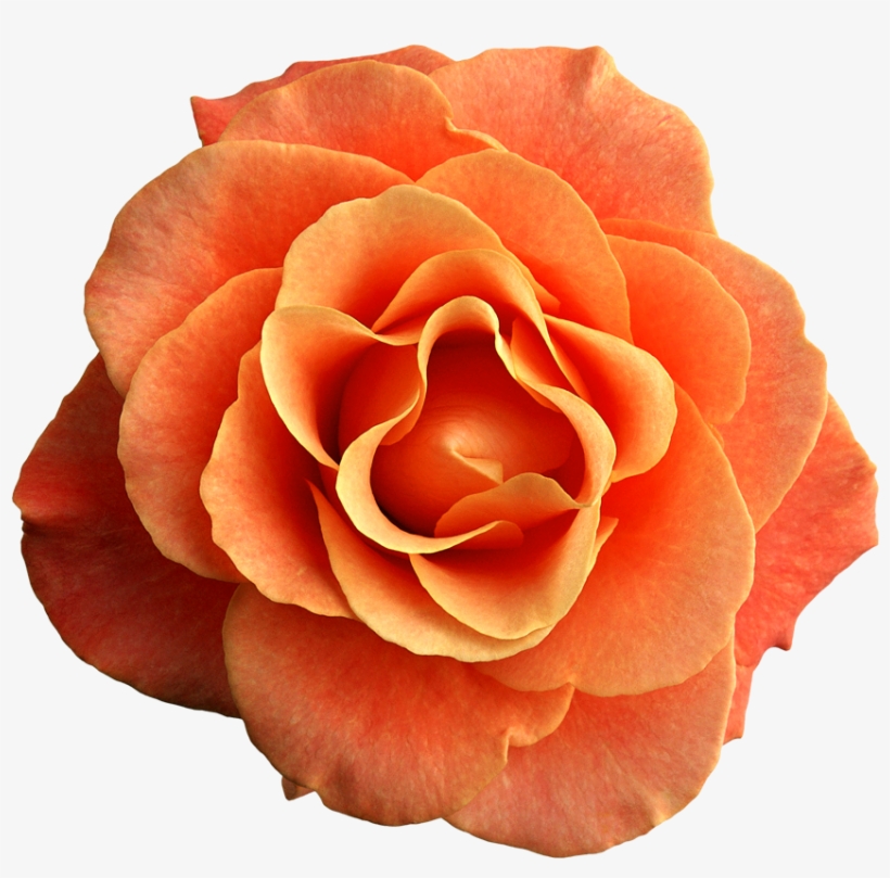 Orange Rose Png Image Gallery Yopriceville High - Blancho Bedding Rose ...