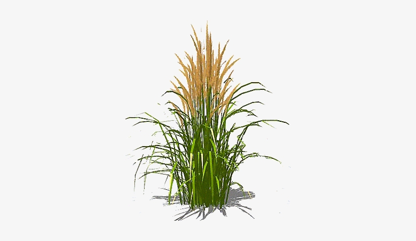 Feather-grass - Grass Texture Single Transparent Transparent PNG ...