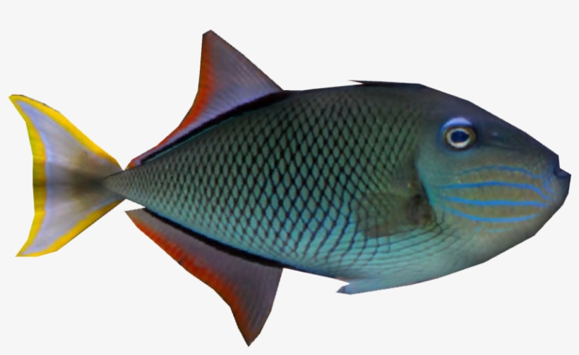 Crossshatch Triggerfish Transparent PNG - 834x834 - Free Download on ...