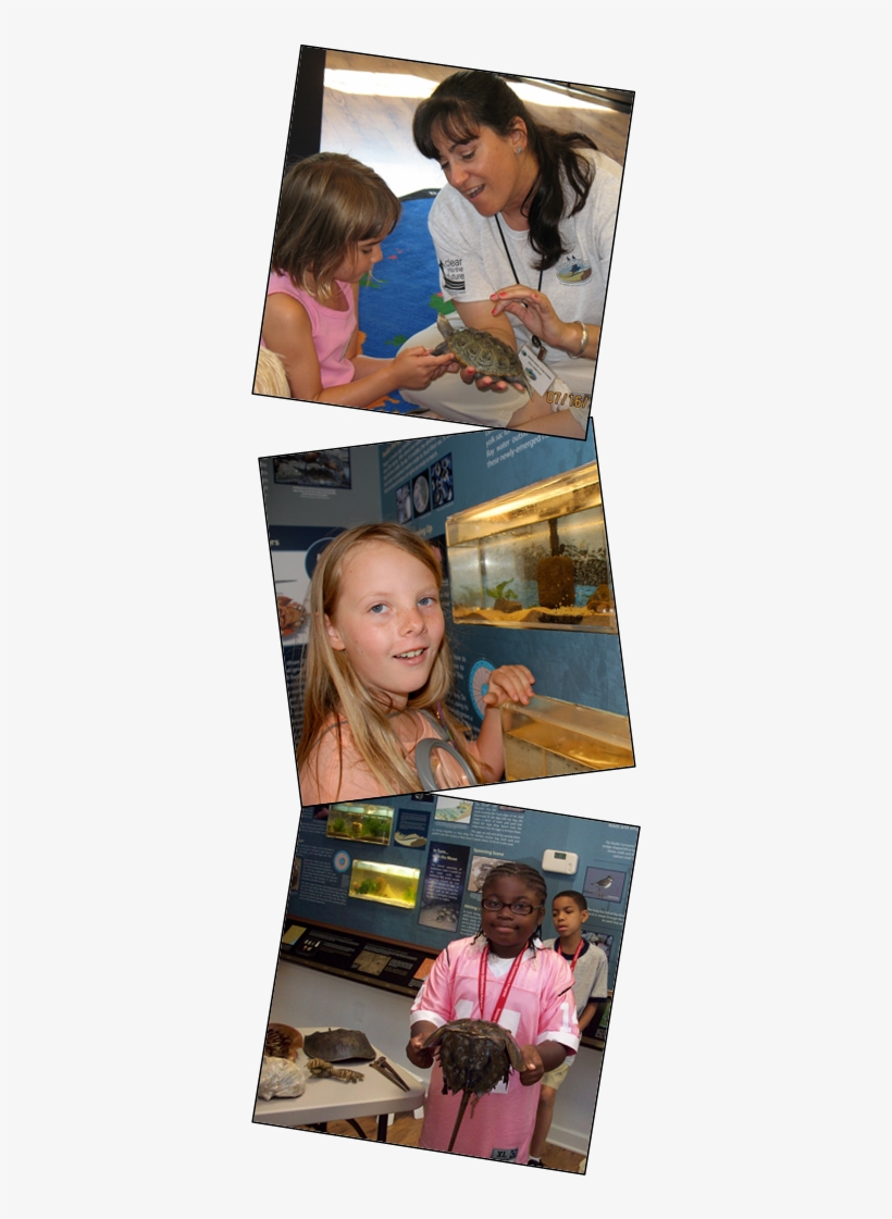 Dnc Collage Transparent PNG - 358x1041 - Free Download on NicePNG