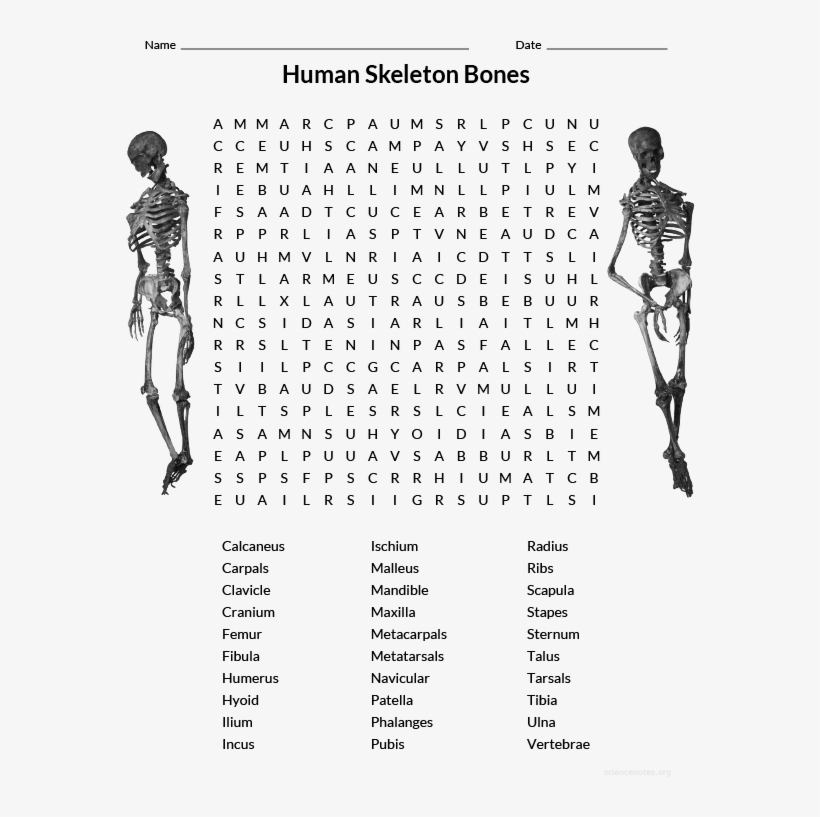 Human Skeleton Wordsearch Transparent PNG - 612x792 - Free Download on ...