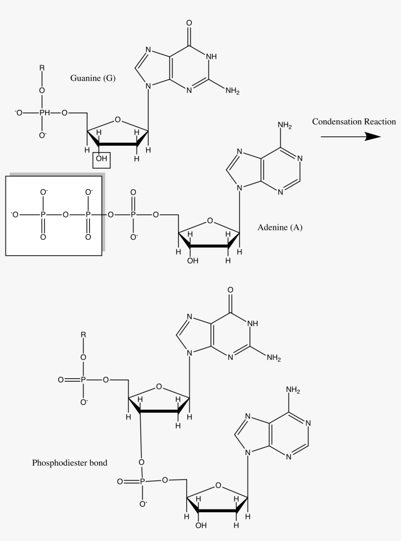File - Dna Condensation - Svg Transparent PNG - 820x1056 - Free ...