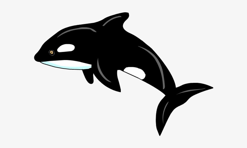 Orca Png Transparent PNG - 734x468 - Free Download on NicePNG