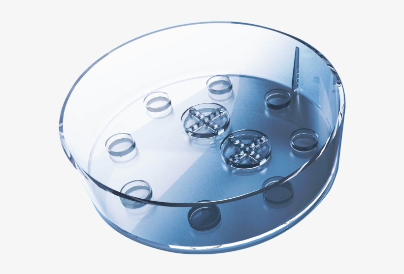 Embryo Corral® Dish Transparent PNG - 612x504 - Free Download on NicePNG