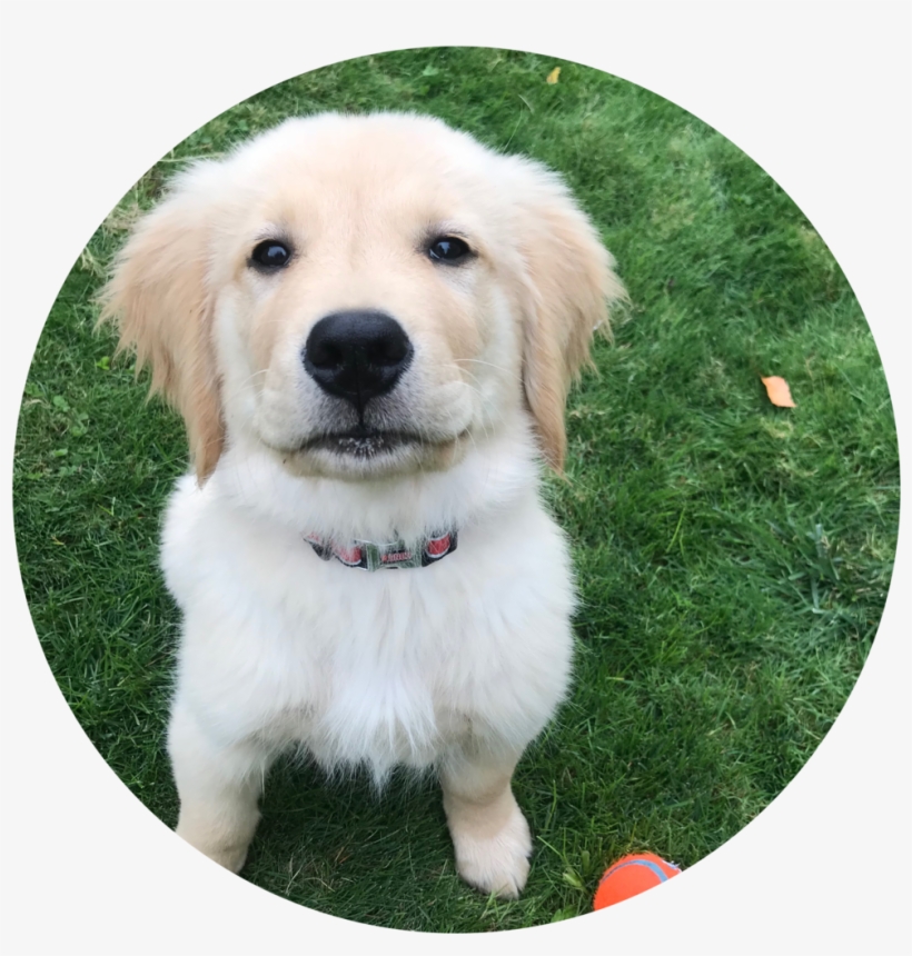 Oly-circular Transparent PNG - 1000x1007 - Free Download on NicePNG