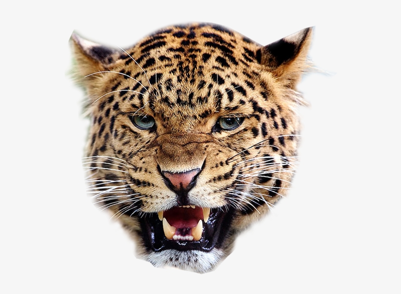 Leopard Face Png Transparent PNG - 648x634 - Free Download on NicePNG