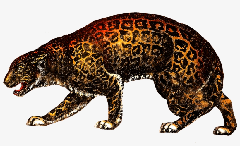 Vintage Circus Leopard - Vintage Circus Tiger Illustration Transparent ...