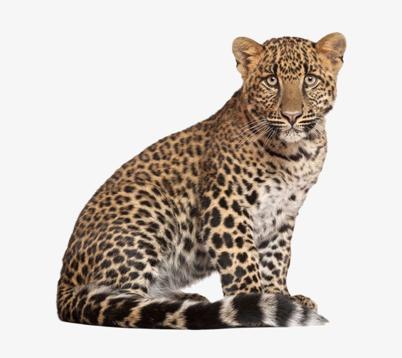 Download Leopard Png Image Background - Transparent Background Leopard ...