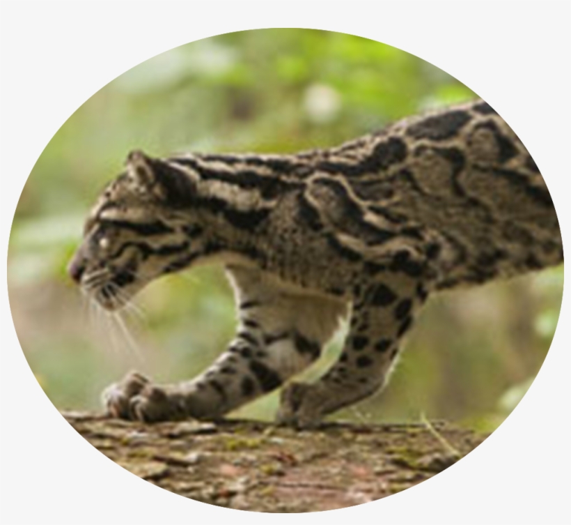 Return Of The Clouded Leopards - Clouded Leopard In India Transparent ...