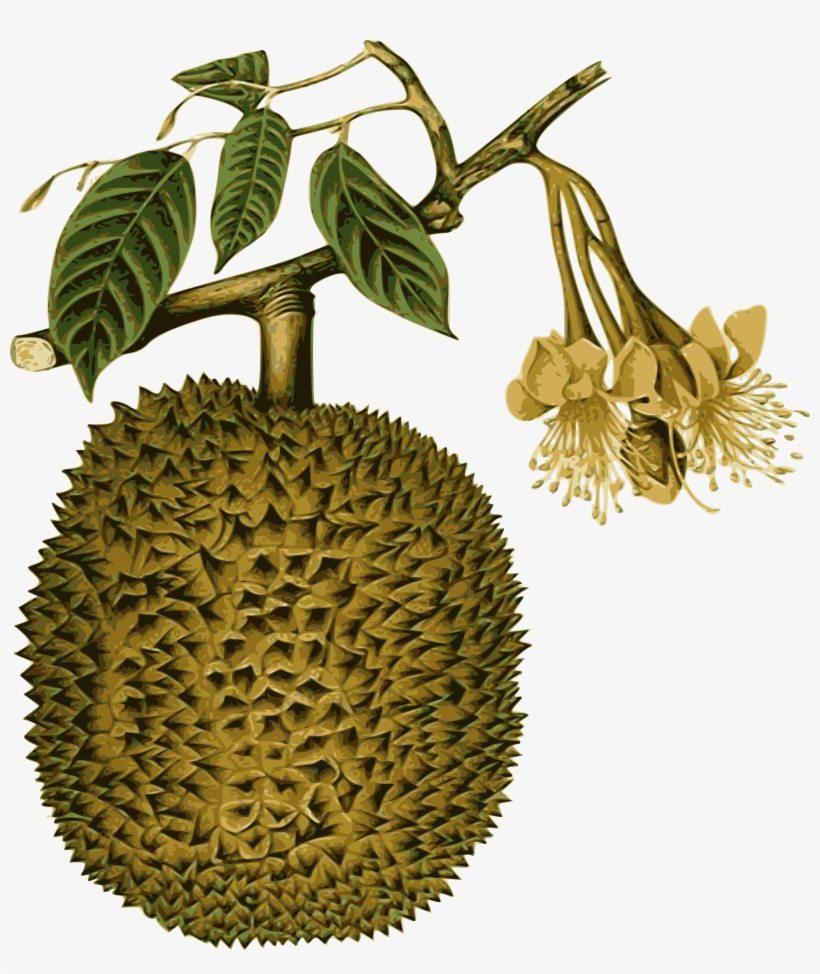 Durian Drawing