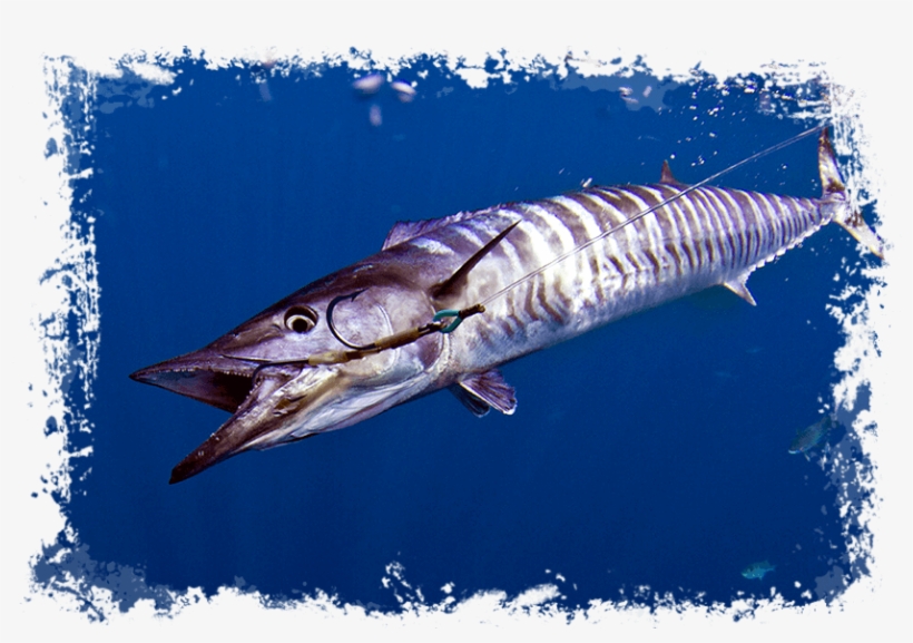 Wahoo Transparent PNG - 868x582 - Free Download on NicePNG