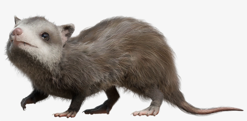 Alphadon - Walking With Dinosaurs Alphadon Transparent PNG - 1026x456 ...