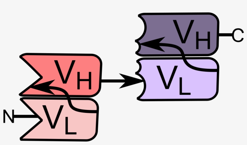 Bite Structure Transparent PNG - 1200x622 - Free Download on NicePNG