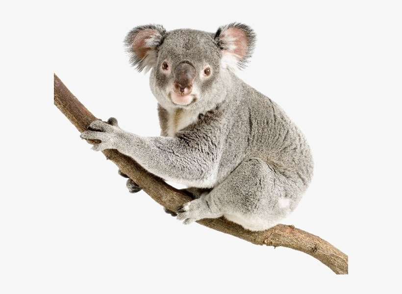 Koala Png Pic - Koalas Transparent Transparent PNG - 600x600 - Free ...