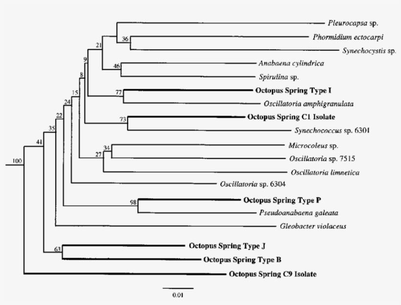 Distance Matrix Phylogenetic Tree Illustrating The - Octopus ...