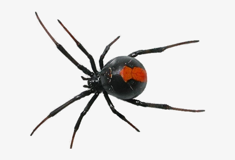 Spider Png Transparent Images - Red Back Spider Uk Transparent PNG ...