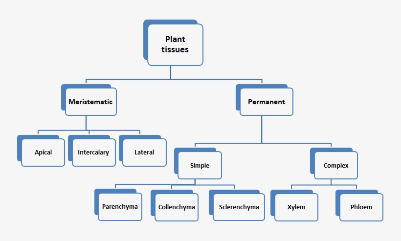 Download Image Showing Classification Of Plant Tissues - Classification ...