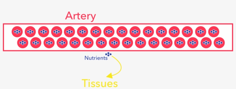 Nutrients - Circle Transparent PNG - 1000x329 - Free Download on NicePNG