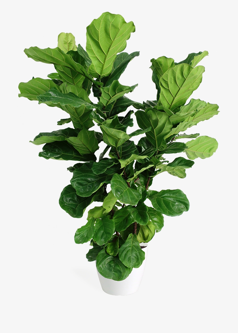 Ficus Lyrata Large Bush - Plant Png Fig Transparent PNG - 700x1067 ...